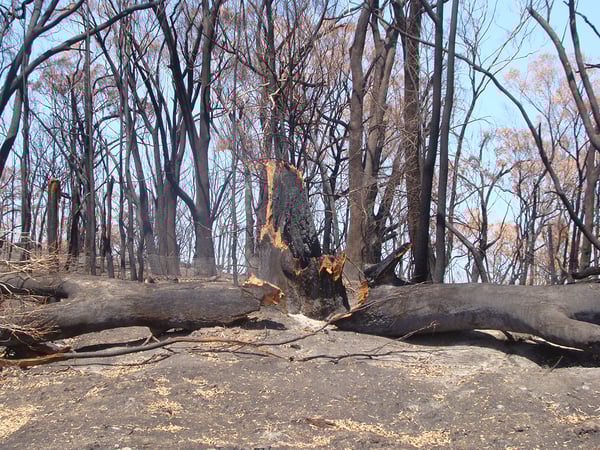 A helping hand to rebuild after Batlow’s devastating bushfires